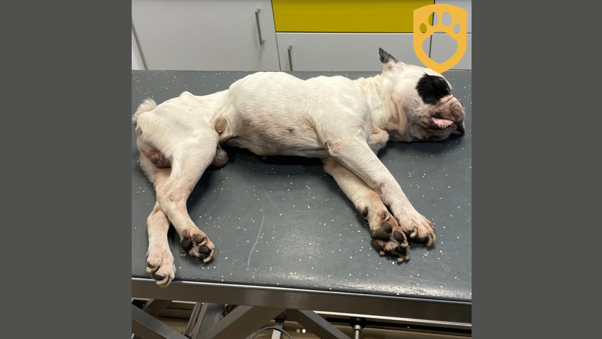 In paar dagen twee uitgemergelde, dode honden naar dierenarts gebracht