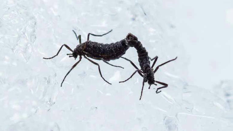How Antarctica's only native insect could hold secrets to deep space travel