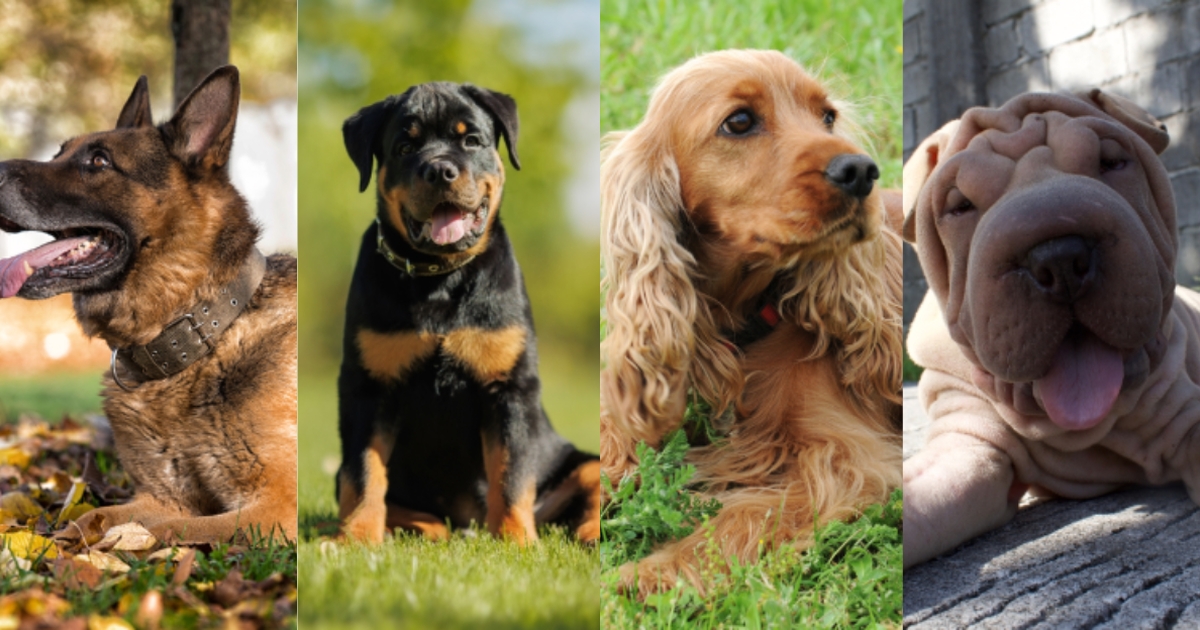 Undvik dessa 20 hundraser om du skaffar hund för första gången