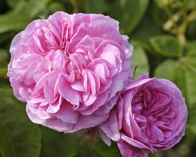 Best Romantic Old Garden Roses To Grow For A Dreamy Display