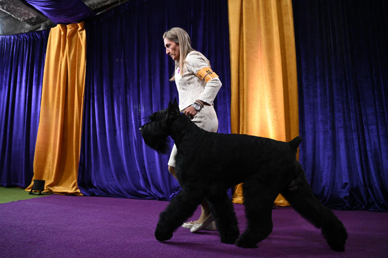 6 Westminster Best in Show winner photos of Monty the Giant Schnauzer