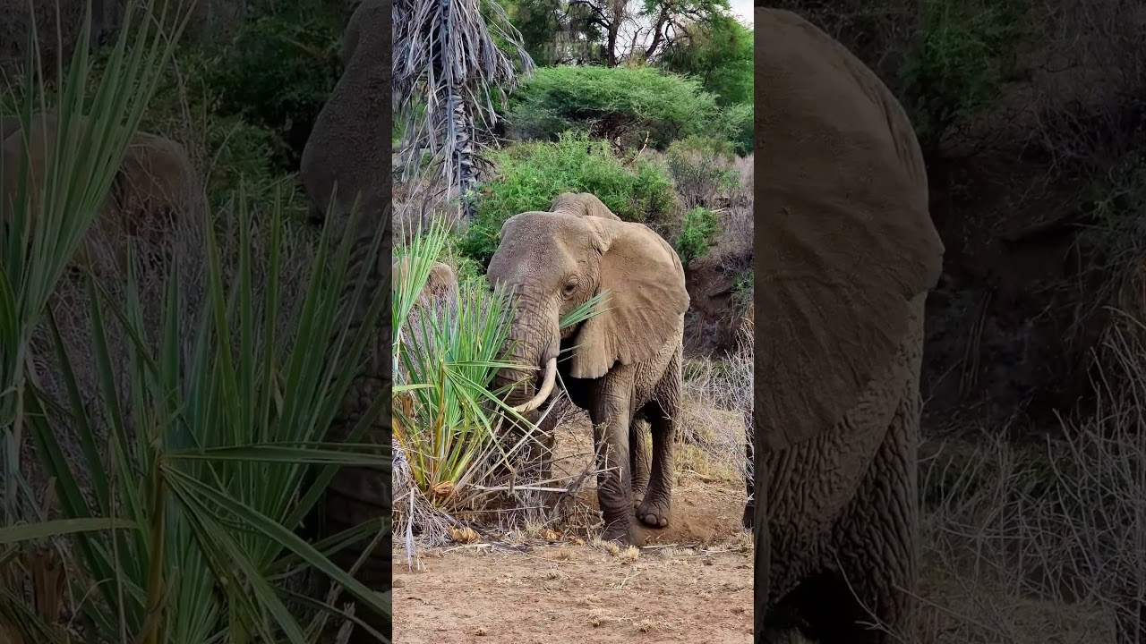 Elephant Family Forms Incredible Bond In The Wild