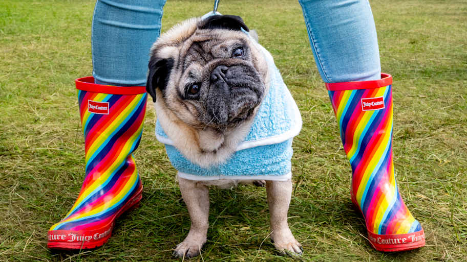 What does owning a Pug say about you?