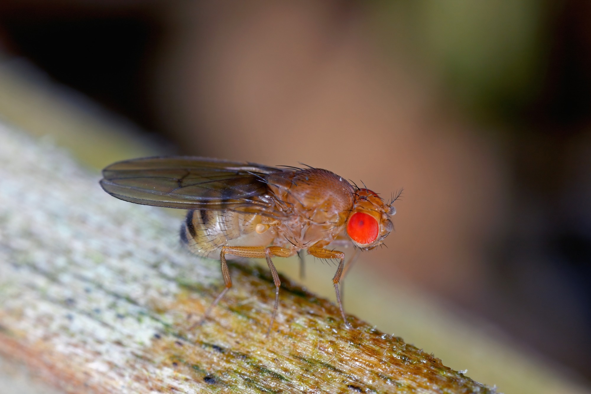 Fruit Fly Immune Responses May Help Predict Human Susceptibility to New Viruses