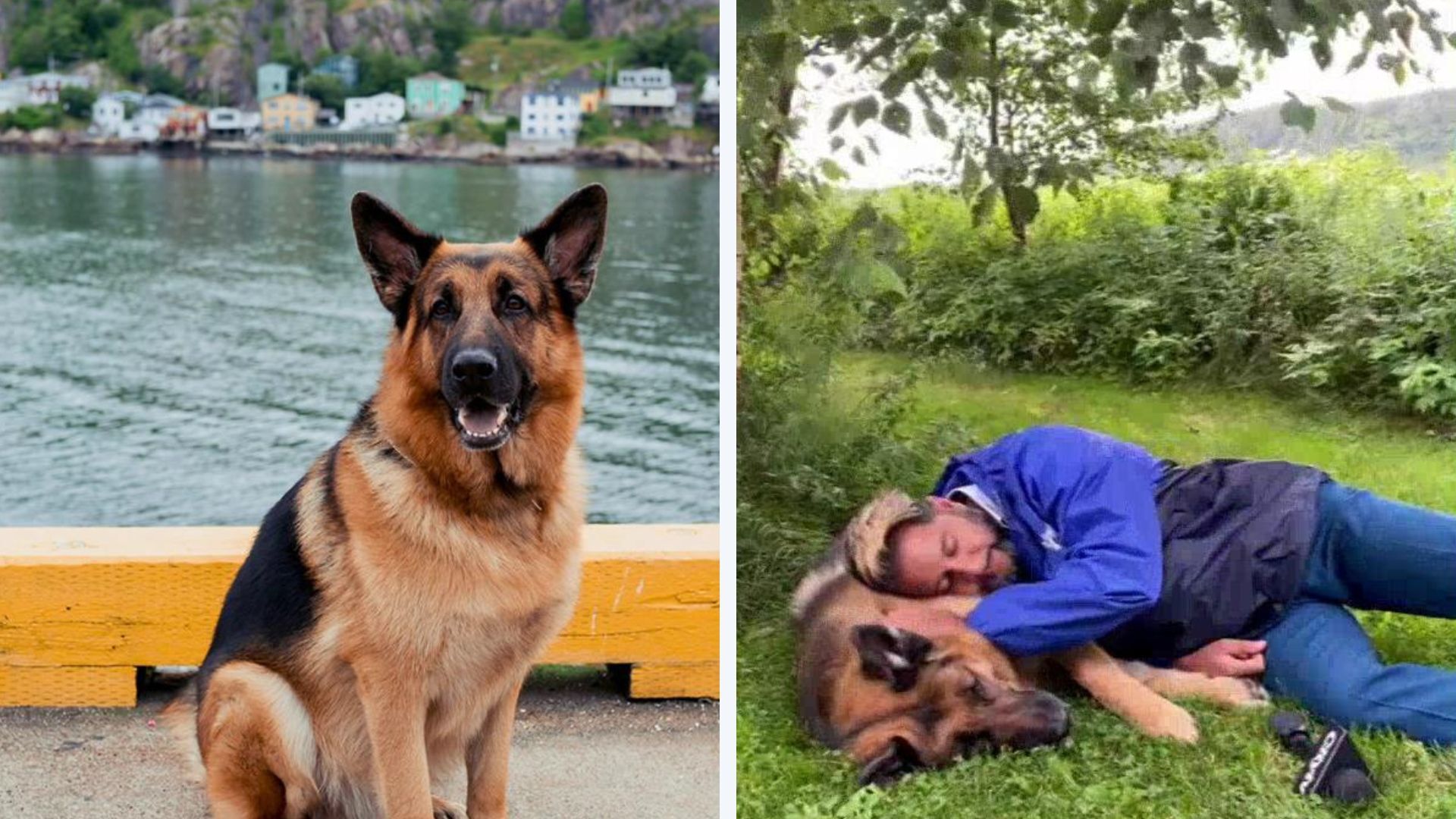 'Hudson & Rex' canine star passes away