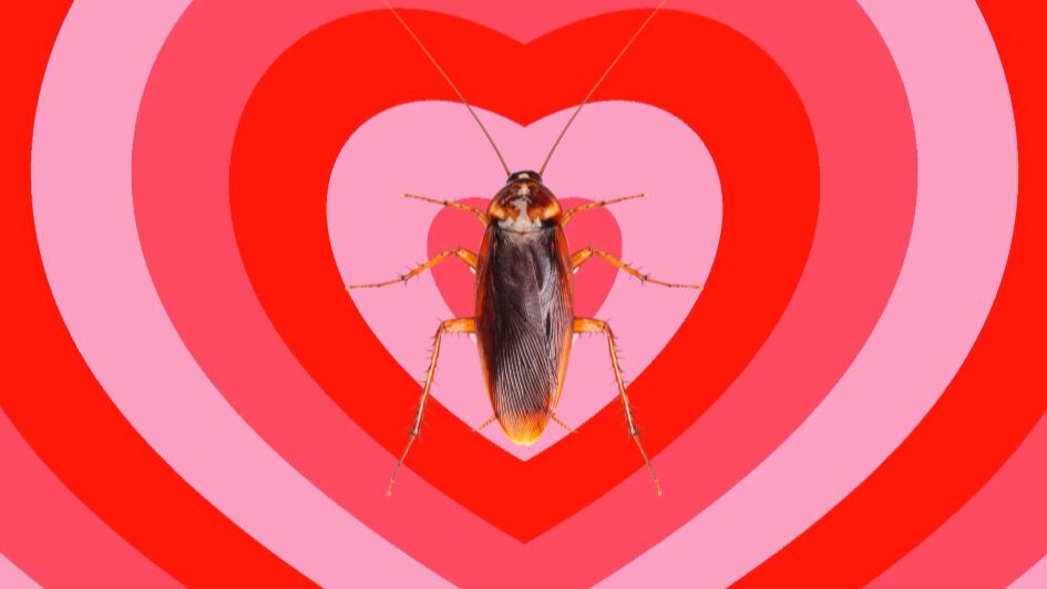 Wild Inside: Name a cockroach after that special (or not so special ...