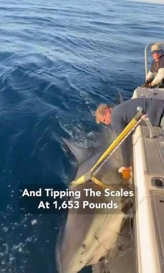 Monster 14ft great white shark weighing as much as a car spotted off ...
