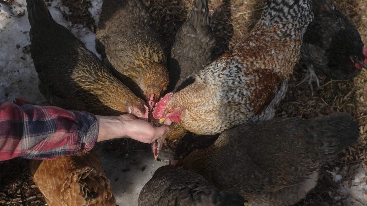 Hundreds of Michigan waterfowl deaths attributed to bird flu, now ...