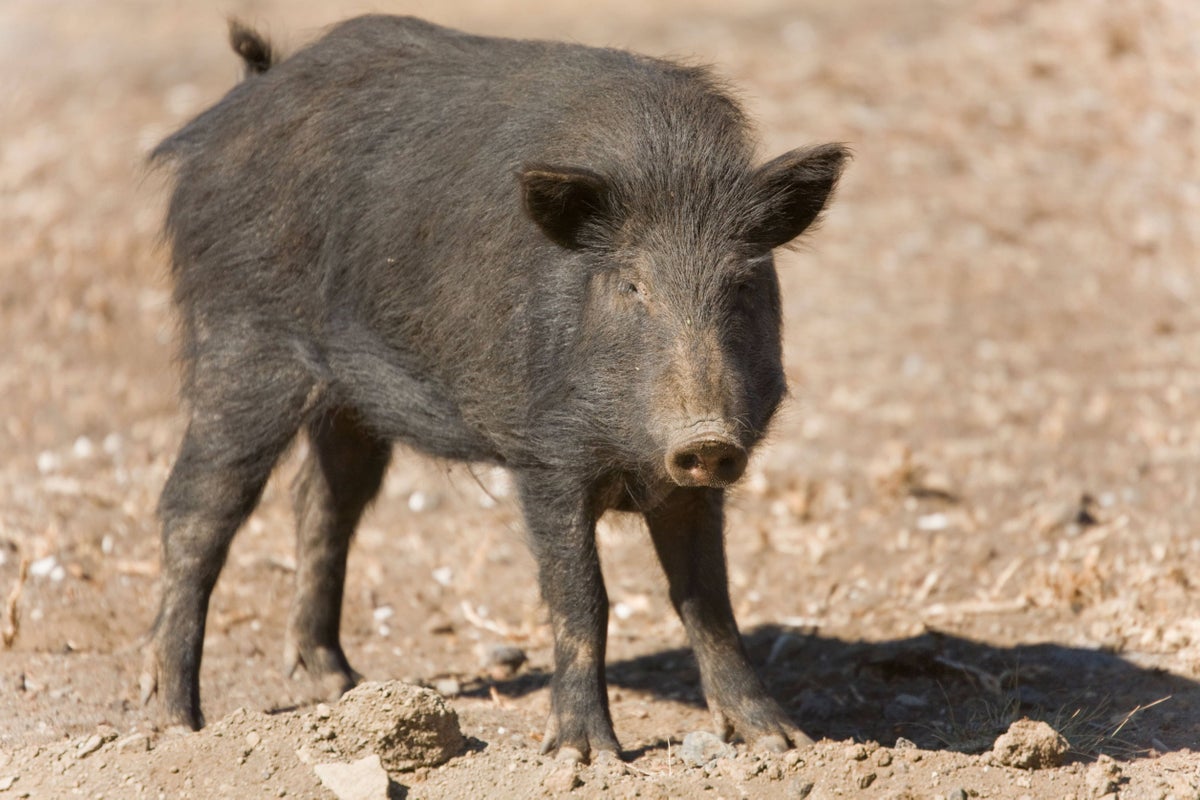 Feral pigs captured and killed after being illegally released in ...
