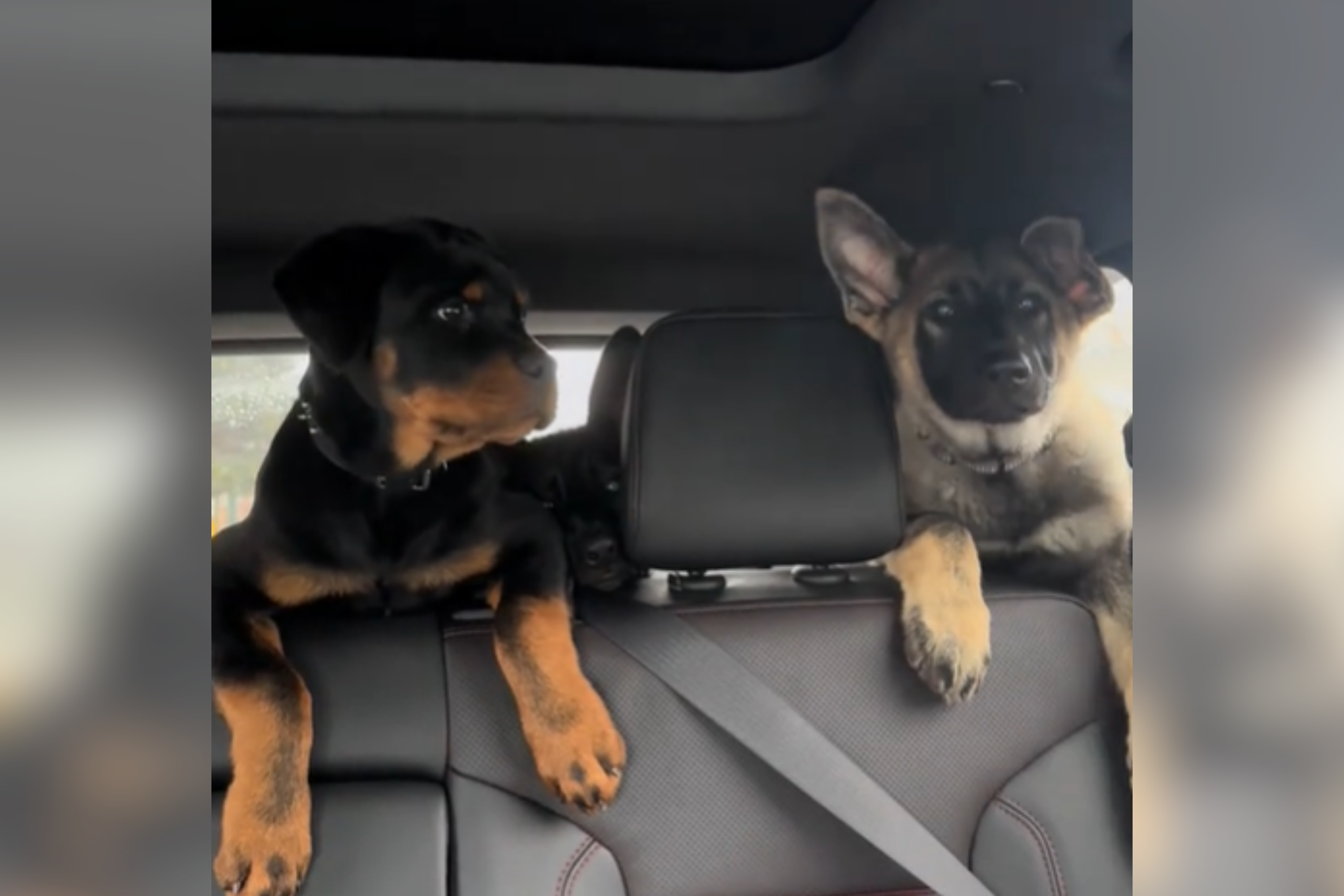 Three Puppies Enjoying First Ever Car Ride With Owner, Viewers Obsessed