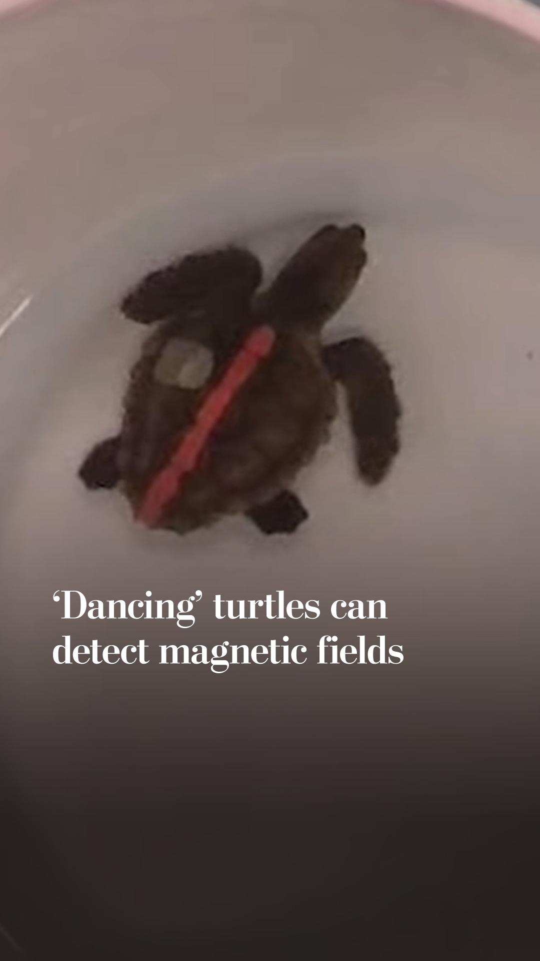‘Dancing’ turtles can detect magnetic fields