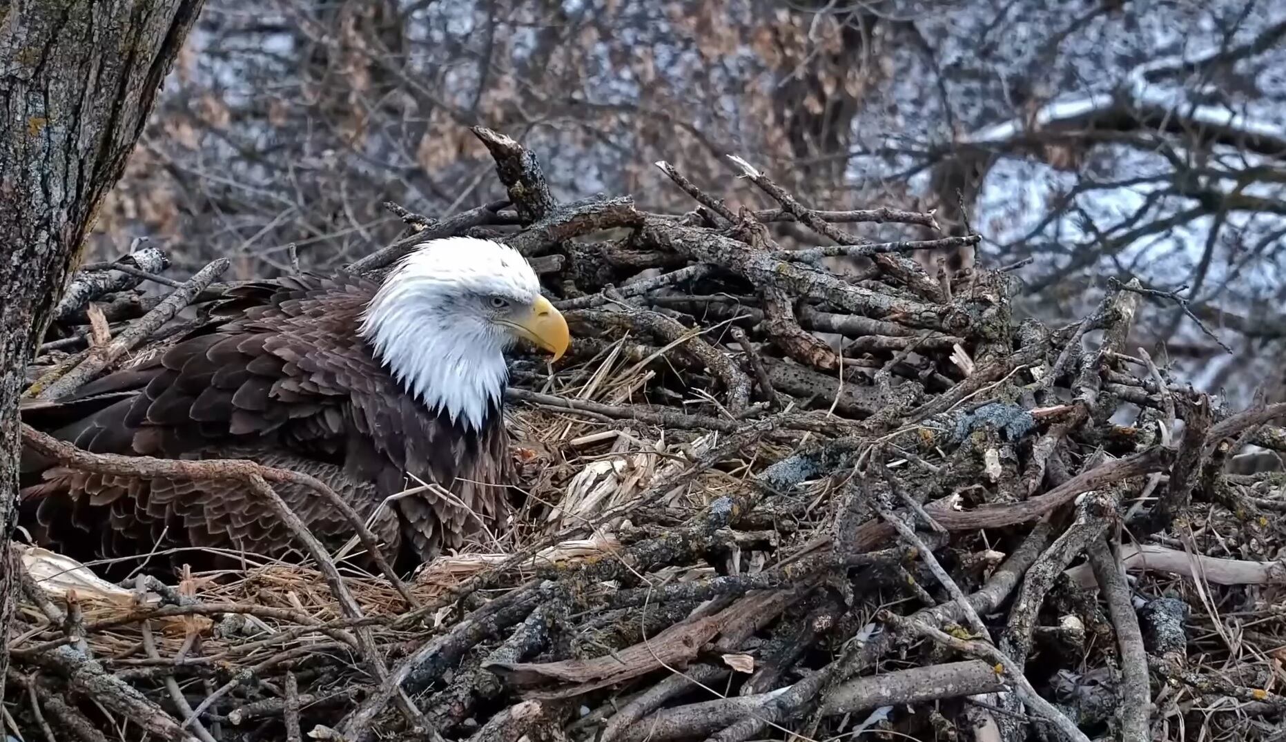 Decorah North eagle lays first egg of the season