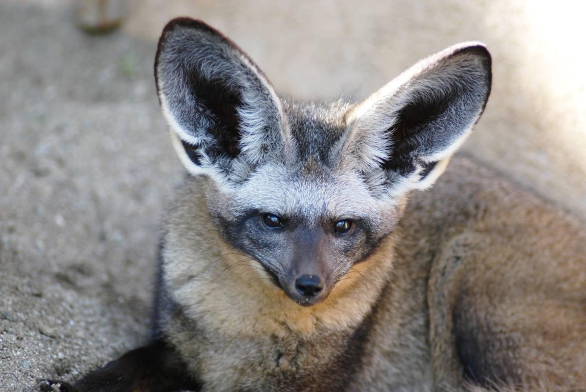 African fox escapes enclosure at California zoo