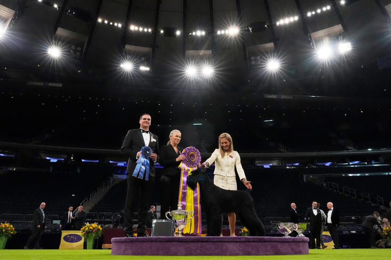 Westminster Kennel Club Dog Show 2025 Photos: Monty the Schnauzer Wins