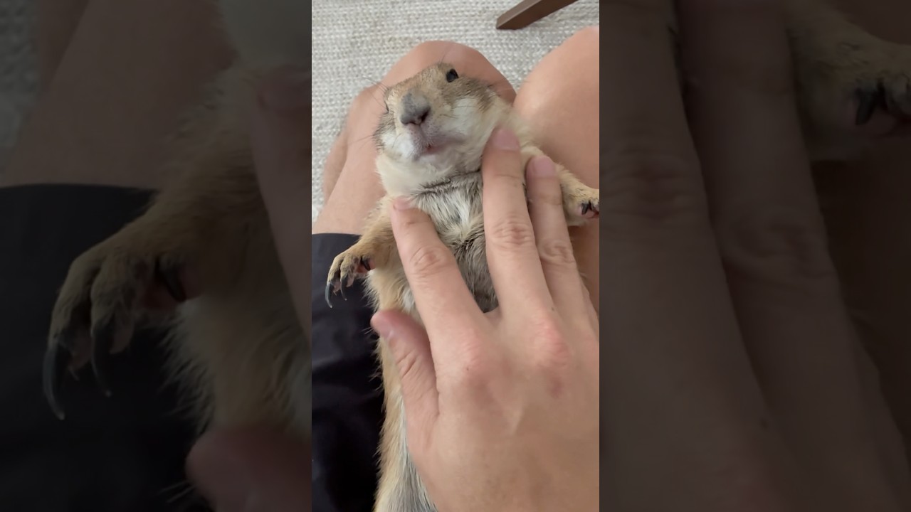 Sweet Snuggles with Poppy the Prairie Dog: Adorable Close-Up