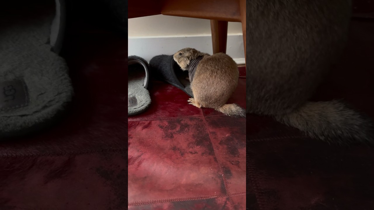 Poppy has been teaching Paxton how to be mischievous