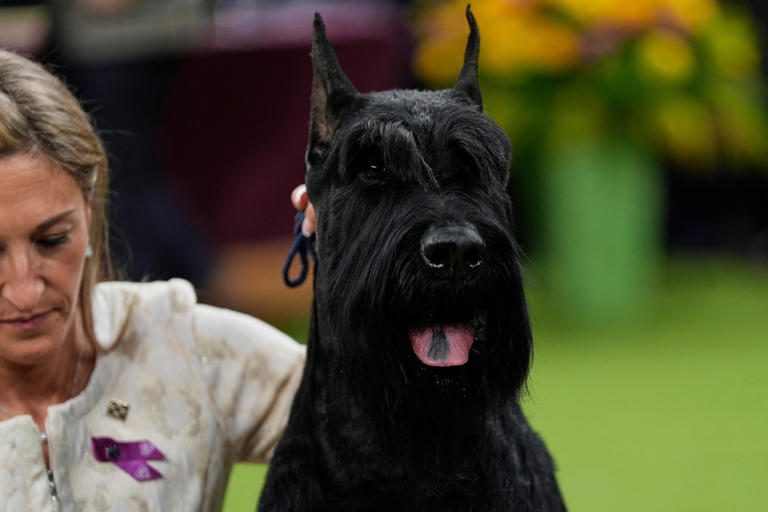 Westminster Kennel Club Dog Show 2025 Photos: Monty the Schnauzer Wins