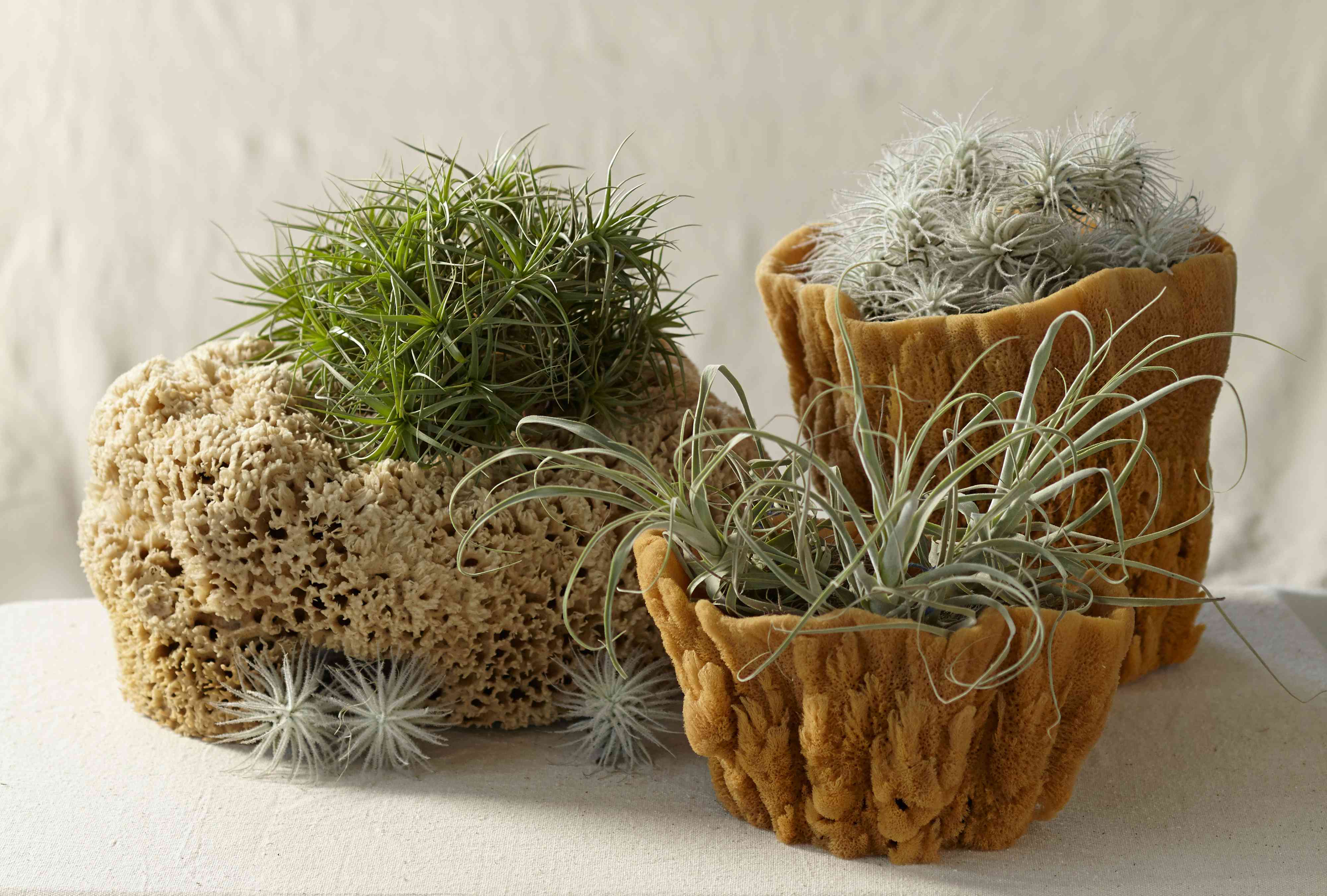 How to Propagate Air Plants from Offsets in 3 Simple Steps