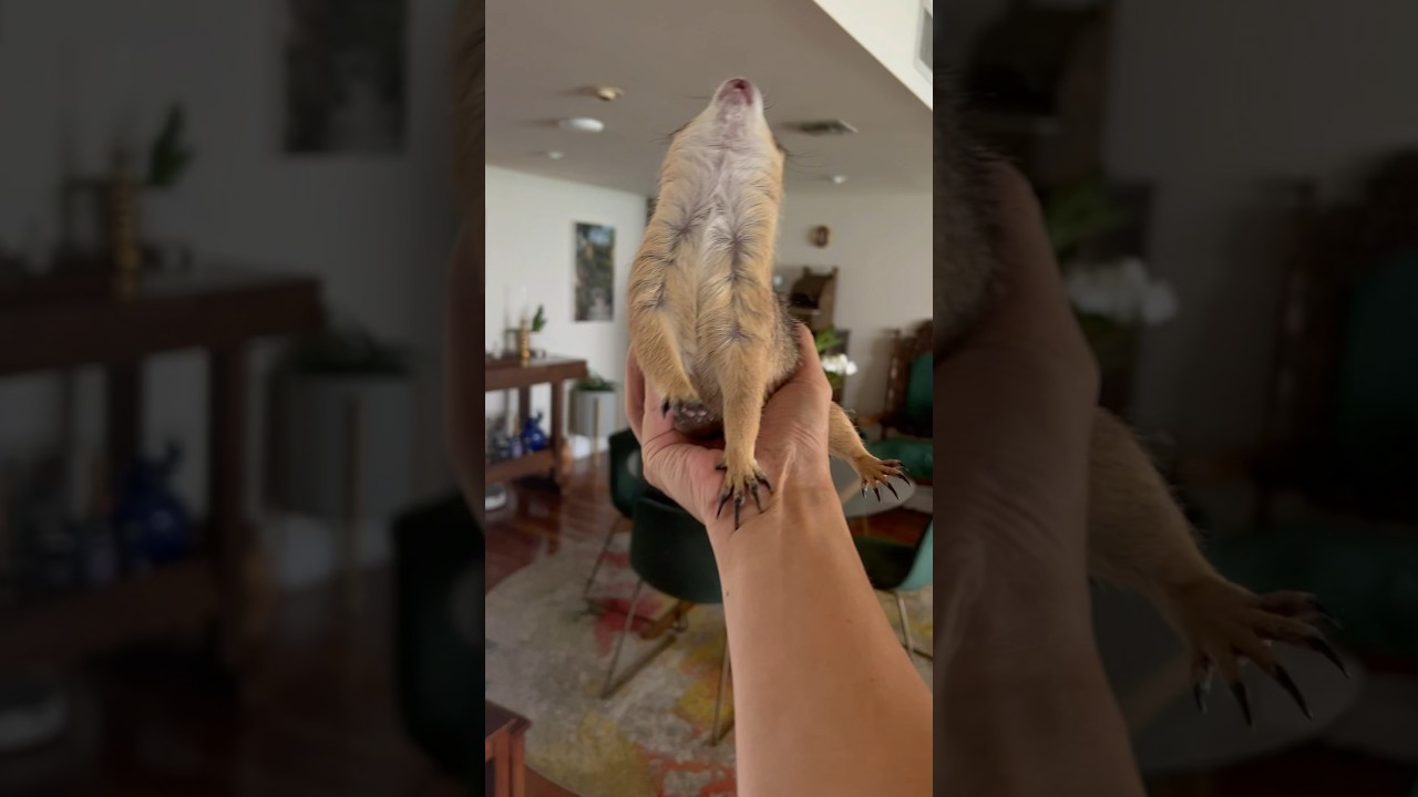 Compilation of prairie dog joyful wahoos