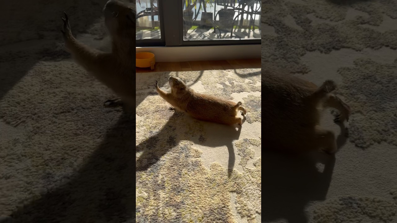 Prairie dog stretches while managing her diet