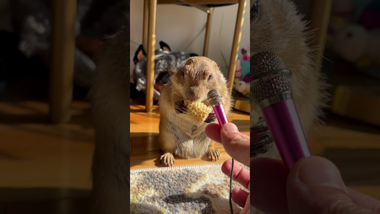 Prairie dog ASMR captures gentle sounds and movements