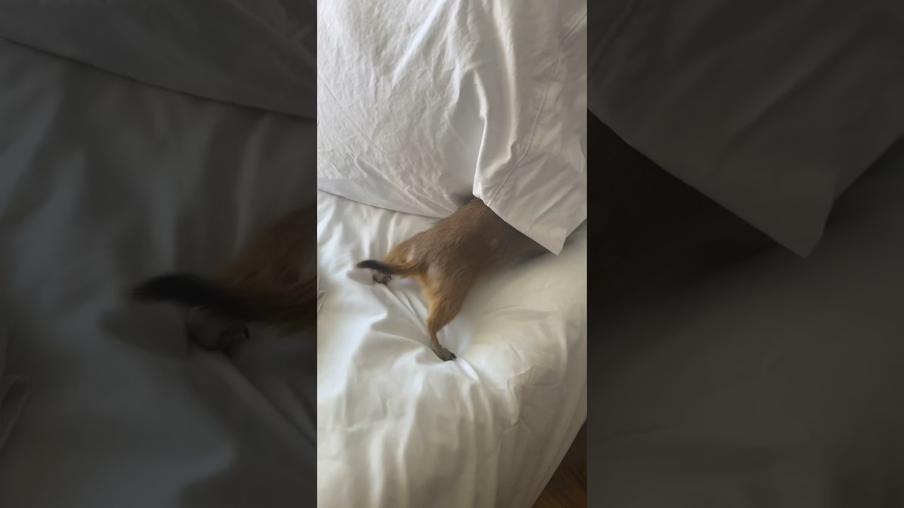 Poppy the Prairie Dog: A Great Listener