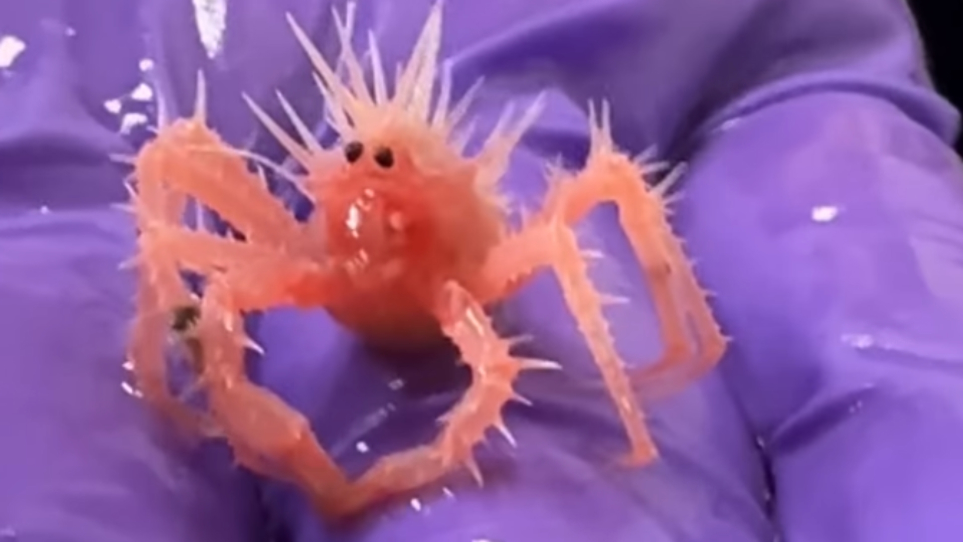 'Tiny, spiky' crab found by NOAA goes viral