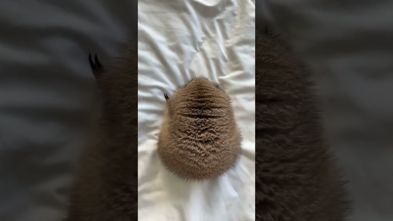 Snuggly prairie dog resembles a small potato