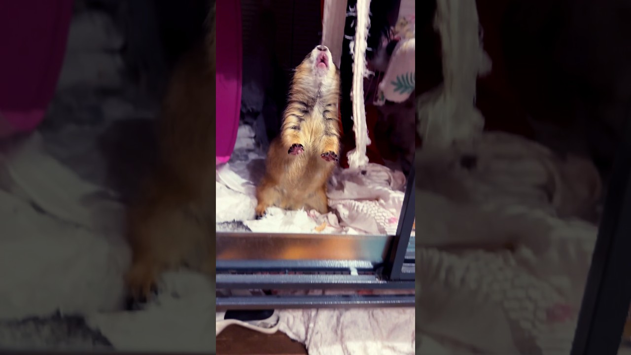 Prairie Dog Poppy’s Wahoo During a Windstorm