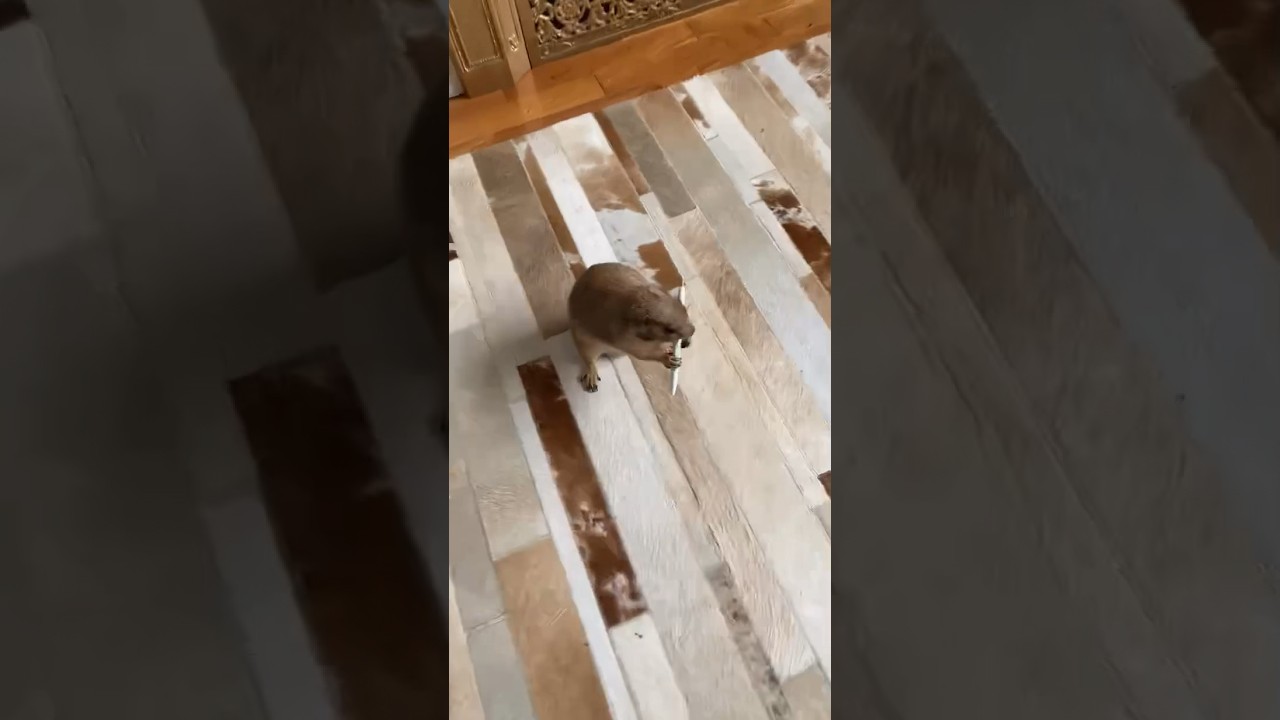 Prairie dog Poppy sneaks away with a pen