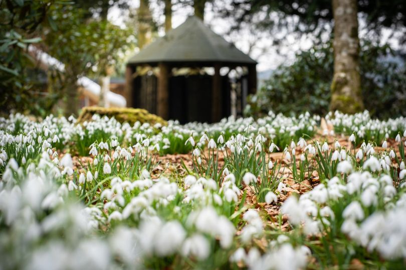Snowdrop-filled garden open days in Dumfriesshire