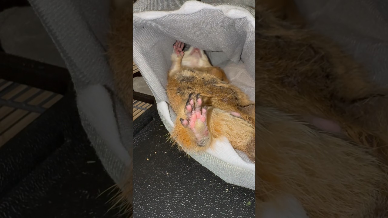 Paxton the Prairie Dog Snoozes Sweetly