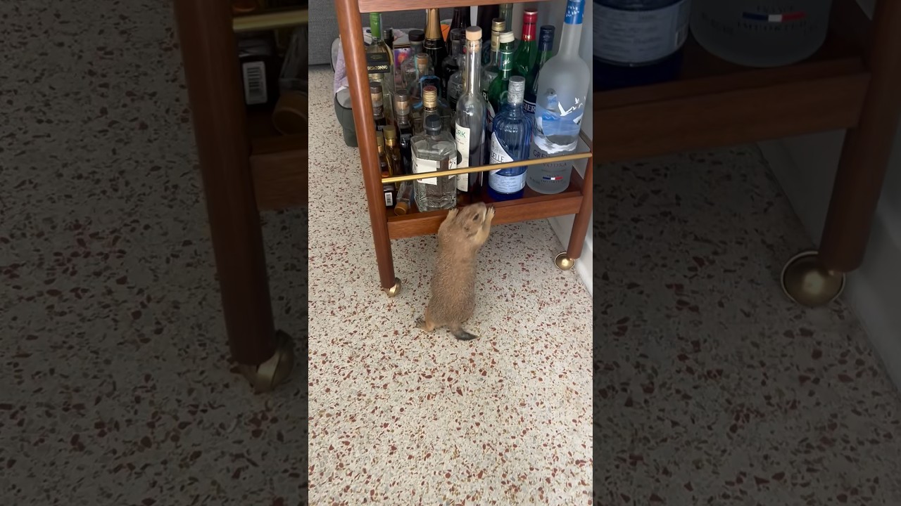 Poppy the Prairie Dog Is Always Getting Into Something