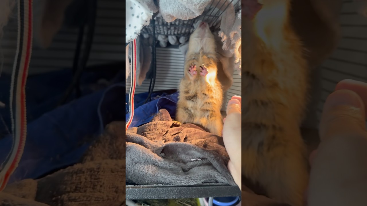 It's Wahoo Wednesday with Poppy the Prairie Dog