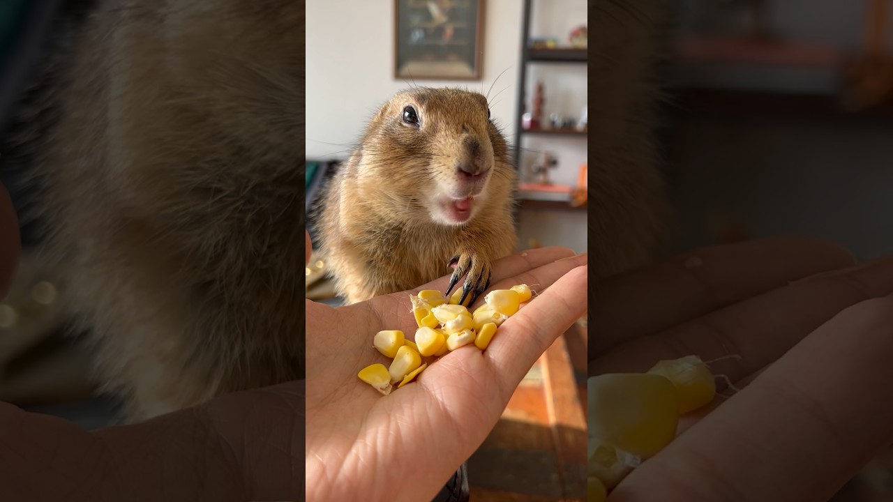 Prairie Dog’s Favorite Snack: Warm Corn Treat