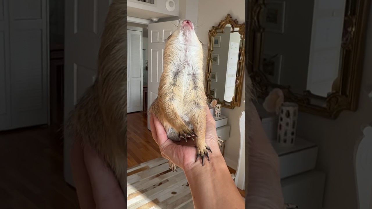 Mid-Air Jump and Wahoo From a Prairie Dog