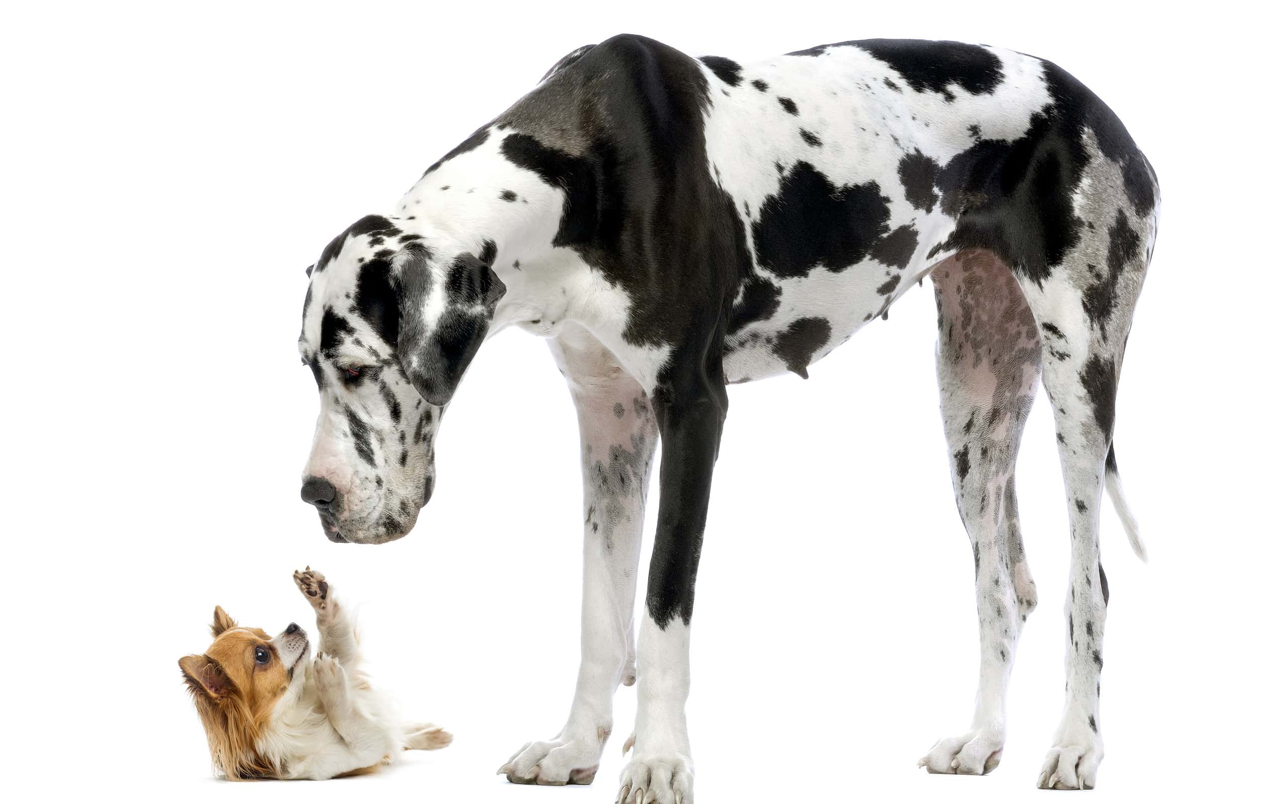 Discover the World’s Largest Dog Breeds