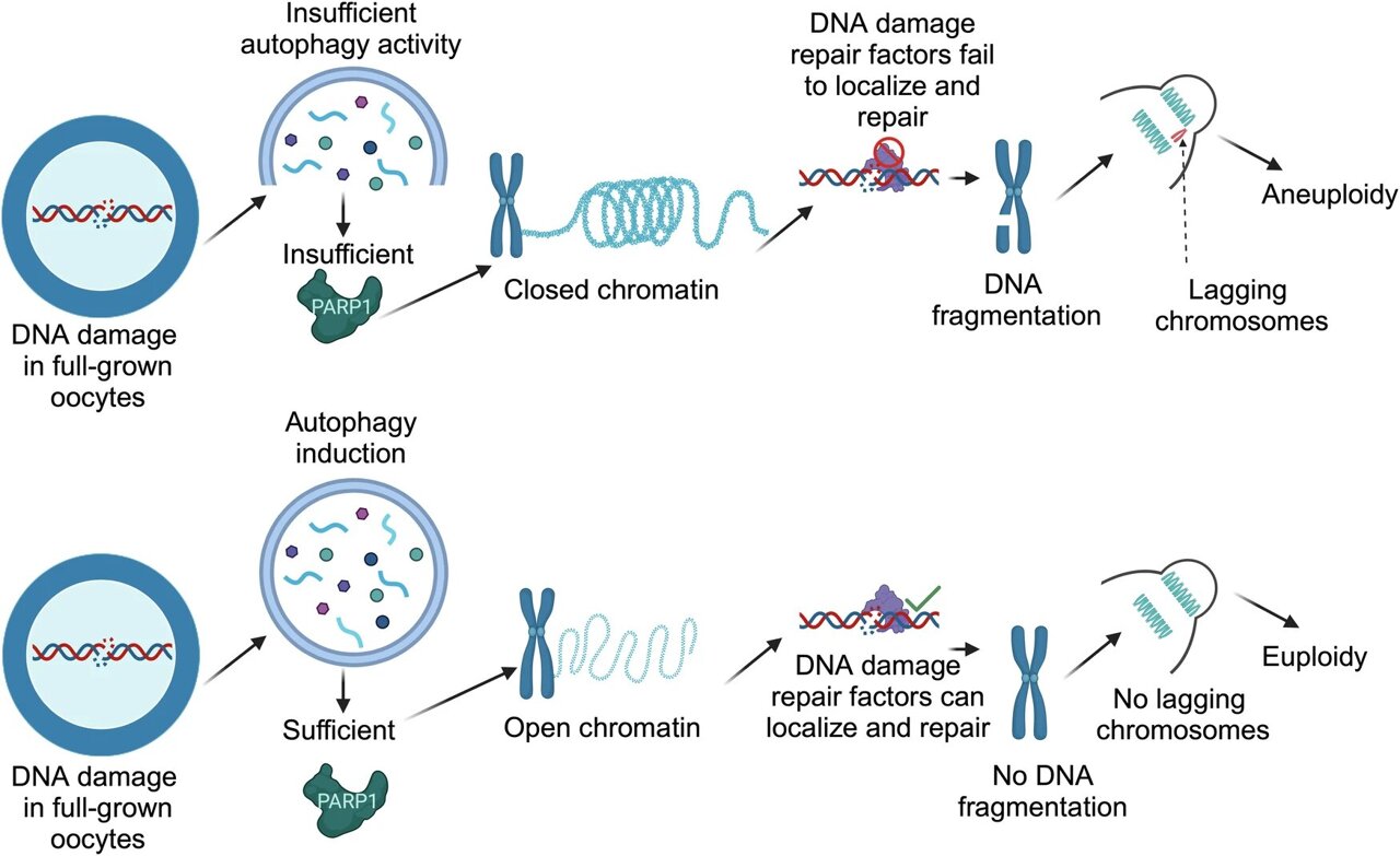 Boosting autophagy in eggs may reduce DNA damage and reproductive ...