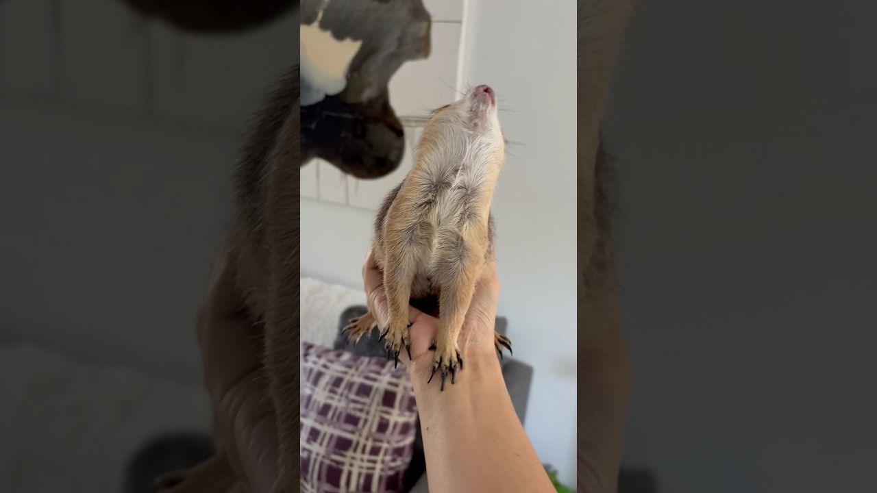 This prairie dog is more than ready for Wahoo Wednesday
