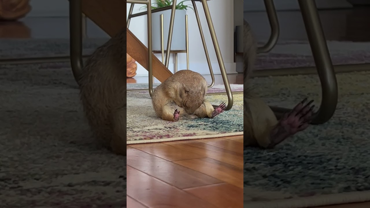 Prairie Dog’s Stretch-and-Clean Routine is Hilarious