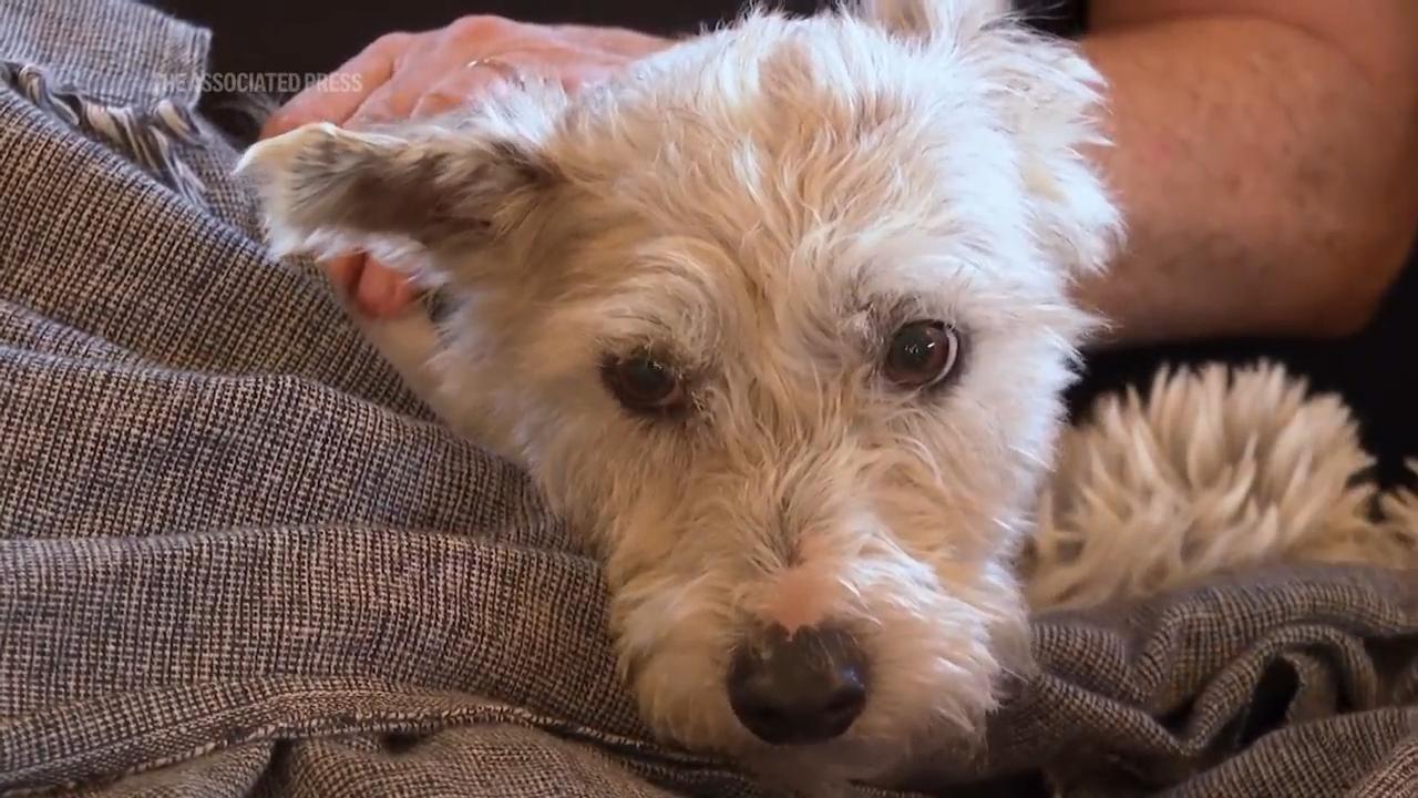 Fugitive dog recaptured in New Orleans after gaining national fame for ...