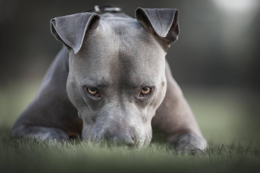There Are 15 Dogs That Will Destroy Your Home If You Get One