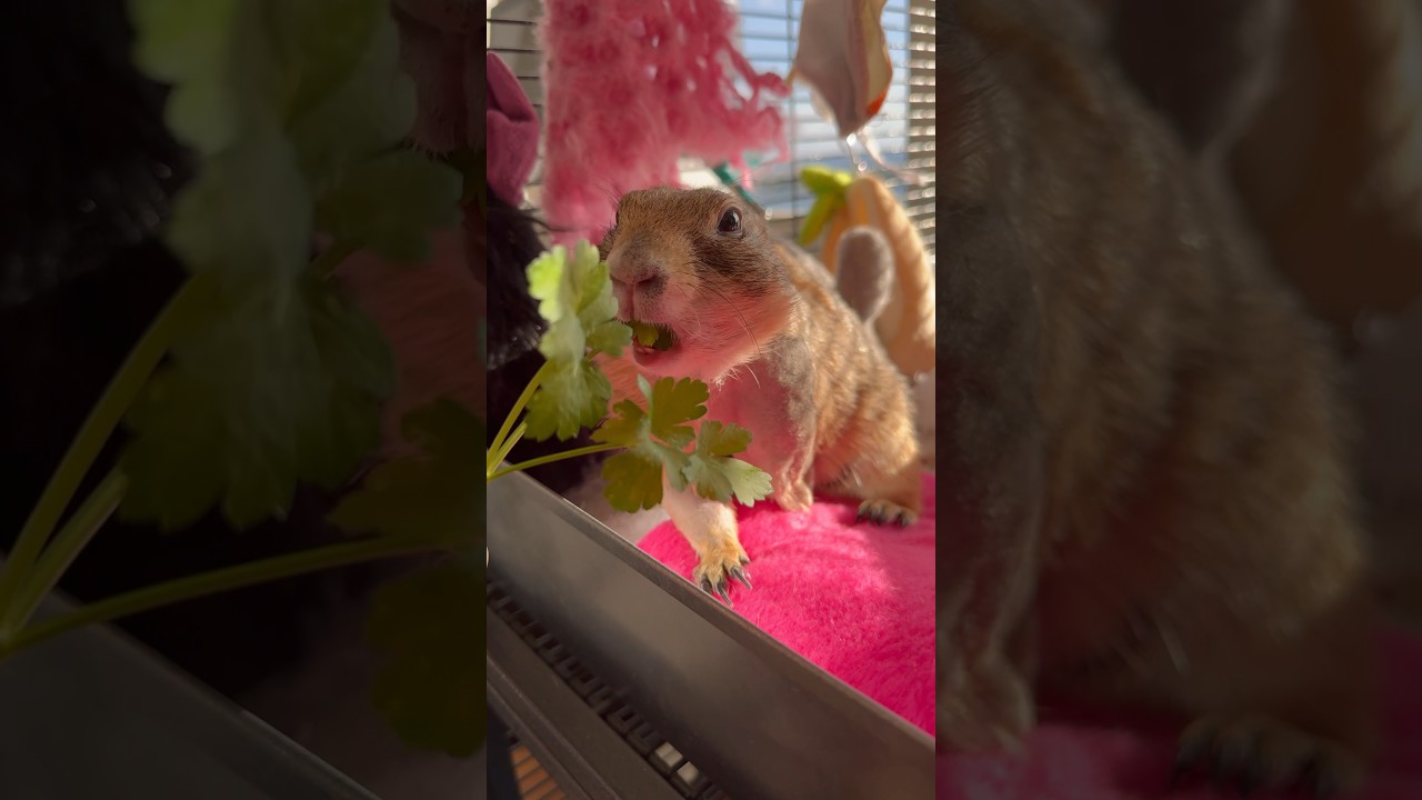 Paxton enjoys a morning snack of parsley