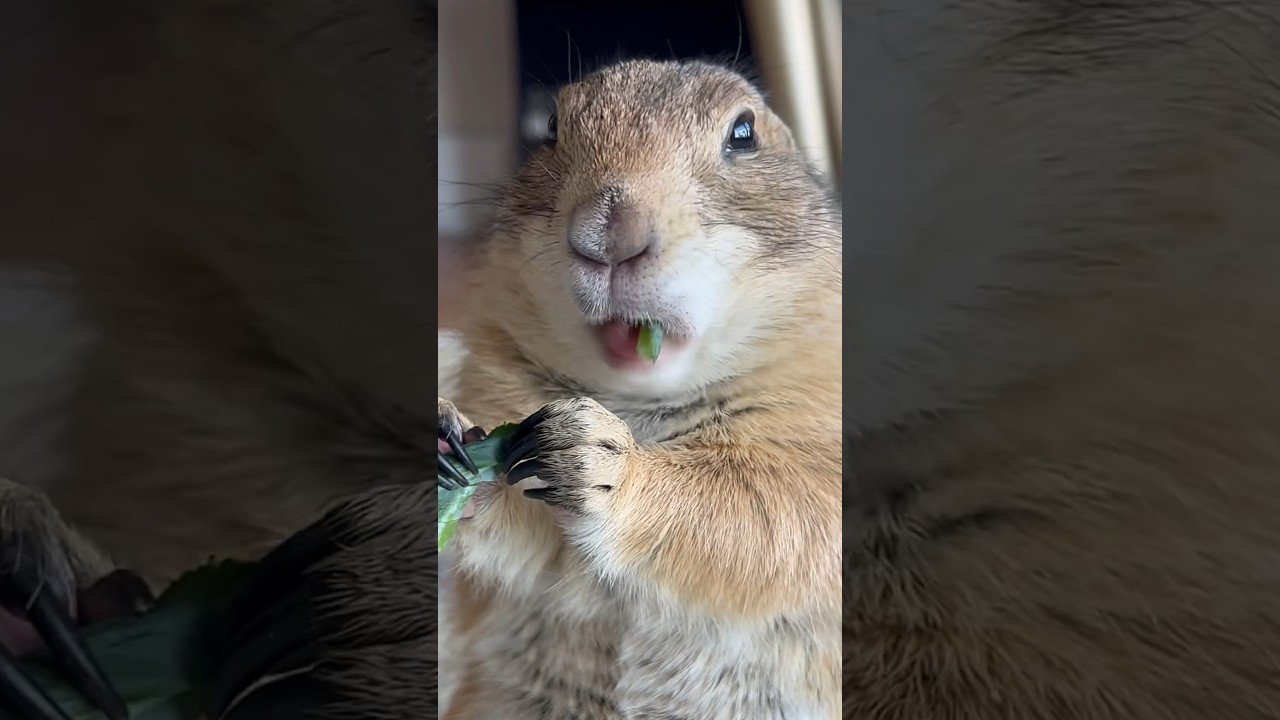 Poppy the Prairie Dog Closeup ASMR