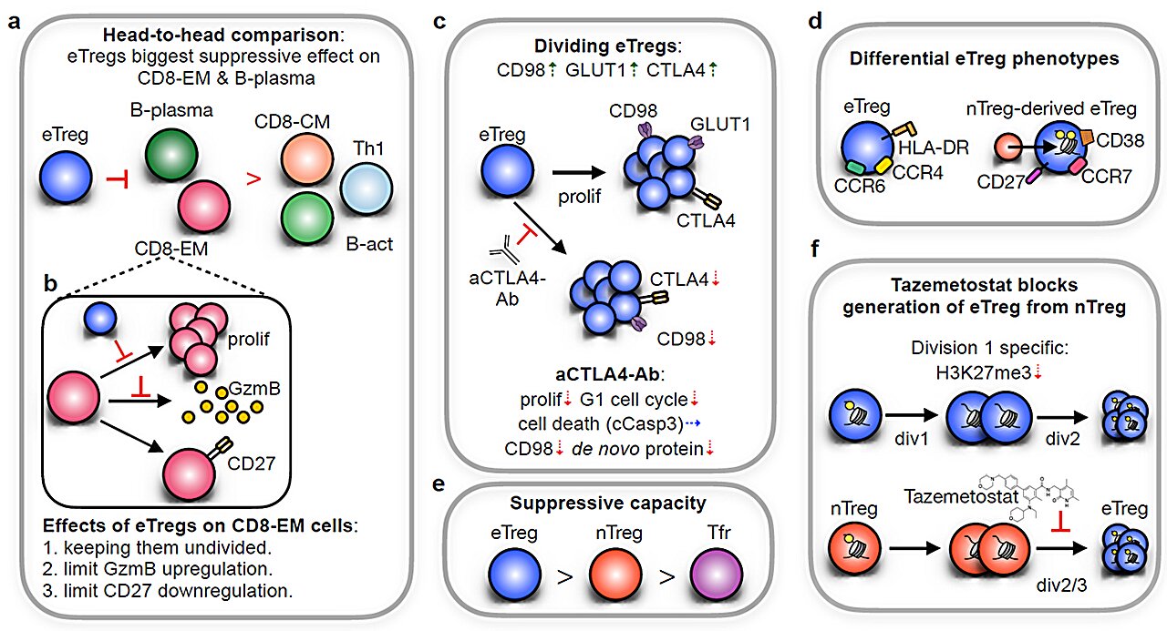 New immune-probing technique maps regulatory T cell interactions