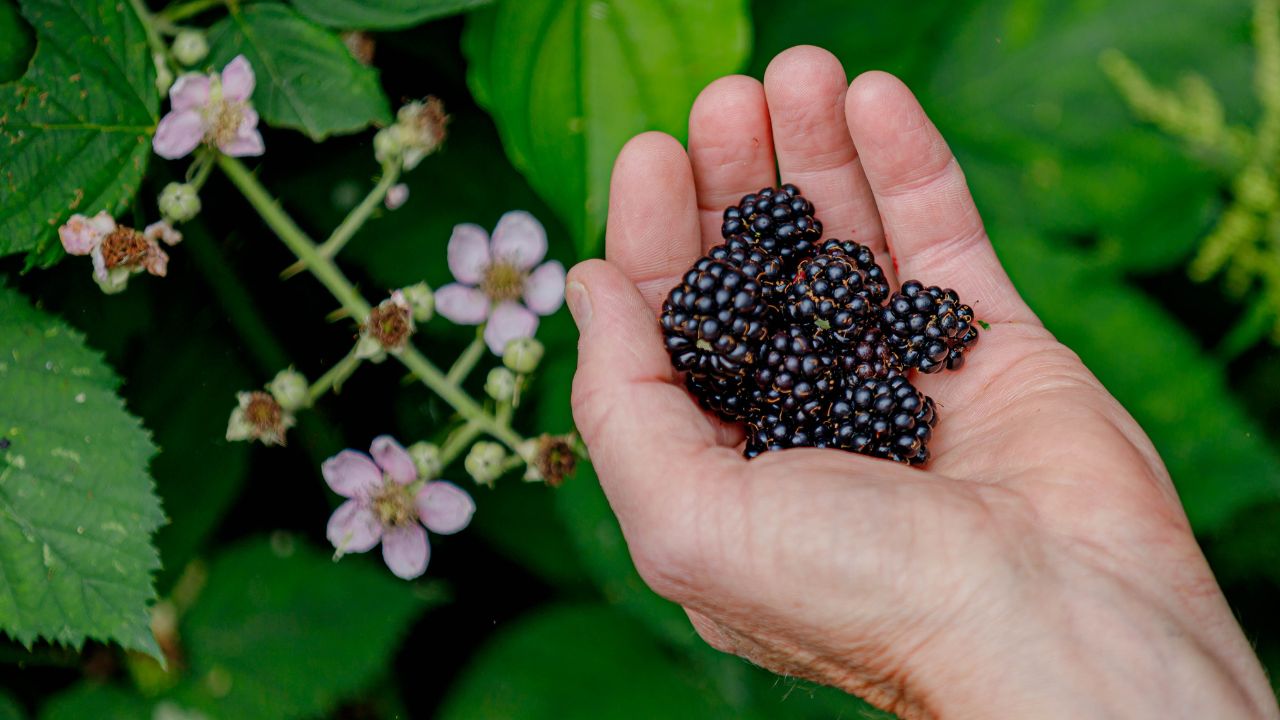 Grow Your Own Groceries: The Best Edible Plants for Beginners