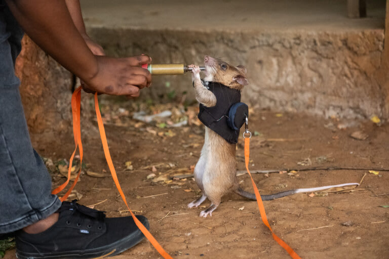 Meet the giant rats fighting wildlife trafficking