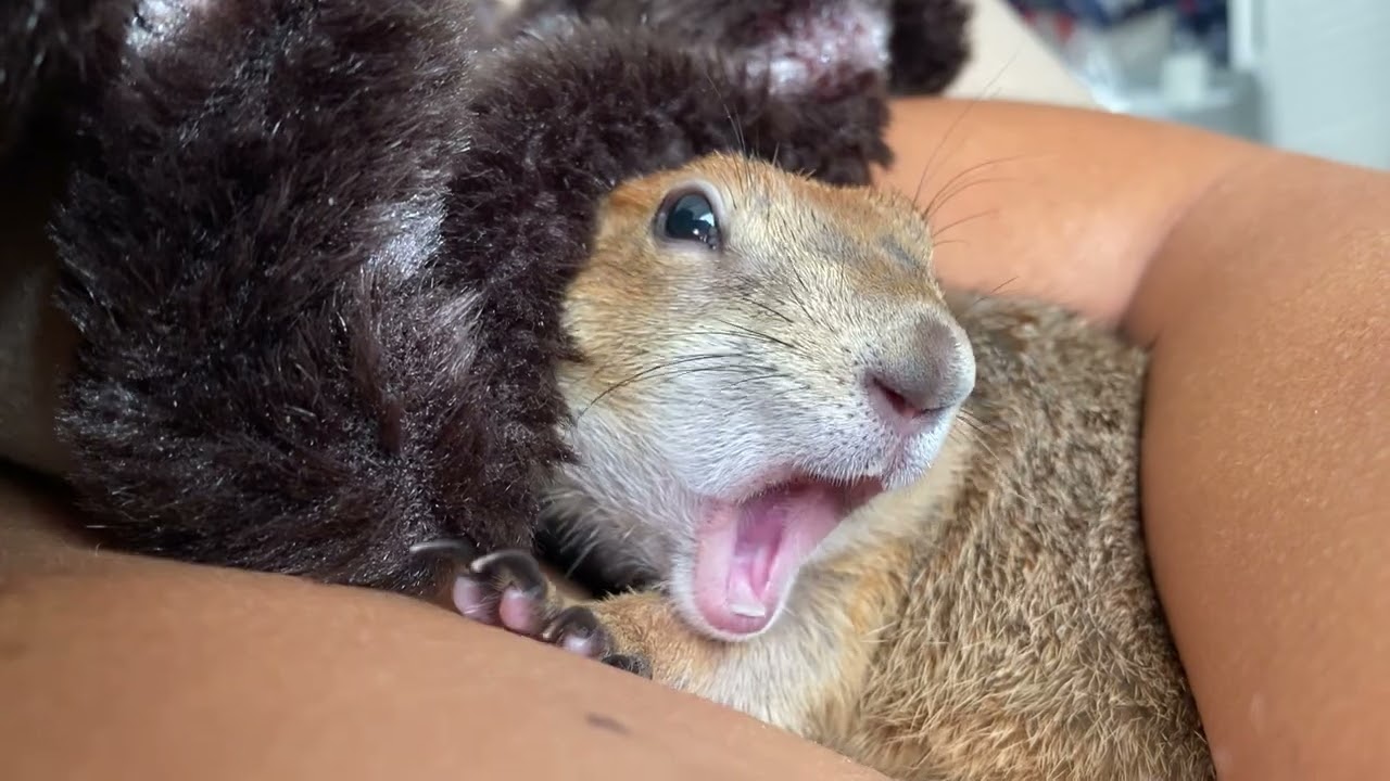 Prairie dog Poppy is not ready to wake up