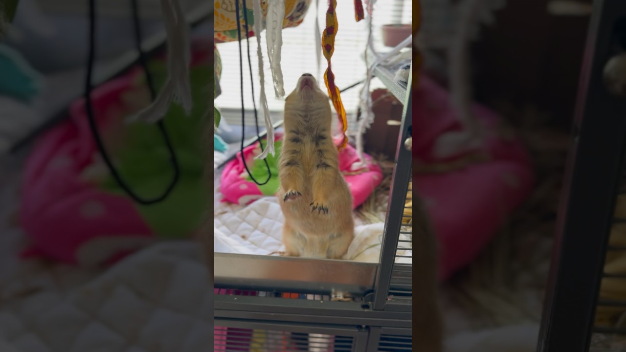Big wahoo from prairie dog Poppy followed by playful rubs