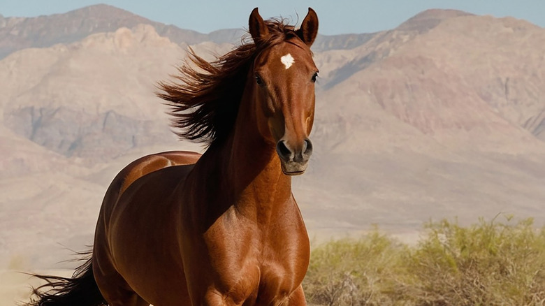 How Horses Transformed Human Society